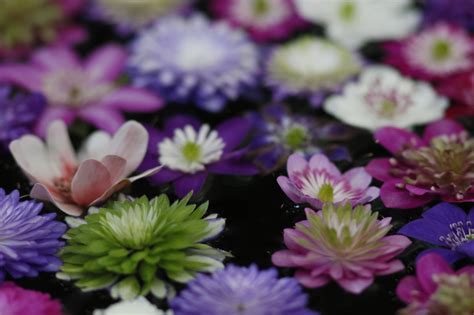 第18回 雪割草 富山県大会 その2 りんちゅうの写真日記