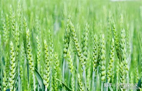 深度学习——植物、农作物图像数据集大合集 知乎