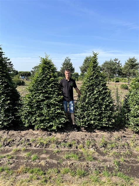 Beech Topiary Pyramids Harrod Outdoors