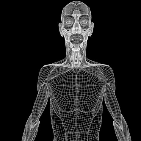 مدل سه بعدی آناتومی انسان با عضله کامل بدن