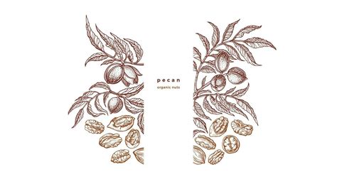Pecan Tree Nuts Template Vector Graphic Branch 26591059 Vector Art At