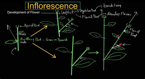 Inflorescence In Flowers Definition And Types