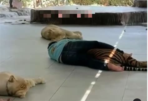 Akrab Bak Sahabat Pegawai Kebun Binatang Ini Tidur Berpelukan Dengan