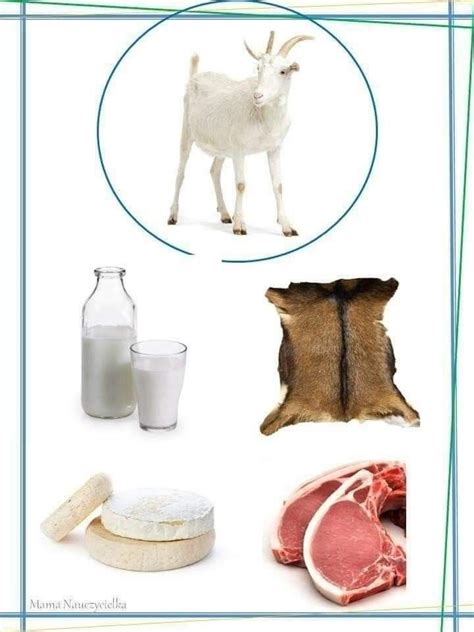 Пин на доске 0 Montesorii 0 Детские научные проекты Животные Дошкольные учебные мероприятия