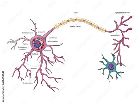 Neuron Structure Brain Cell Diagram Schematic Raster Illustration Medical Science Educational