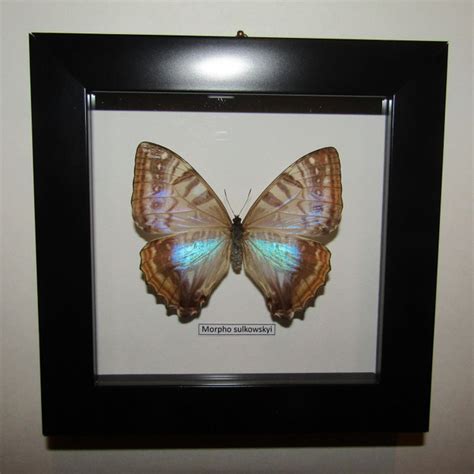 Украшение настенное интерьерное Морфо Сульковского в рамке купить по доступным ценам в