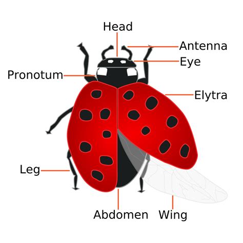 Free Lady Bug Download Free Lady Bug Png Images Free Cliparts On