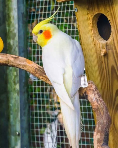 How Much Does A Cockatiel Cost 2025 Updated How Much Does A Cockatiel Cost 2025 Updated