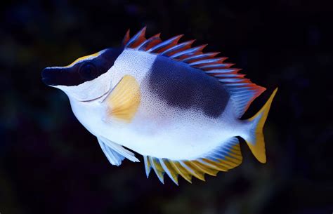 Fox Face Fish