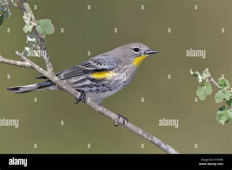 Yellow Rumped Warbler Setophaga Coronata Audubons Adult Non