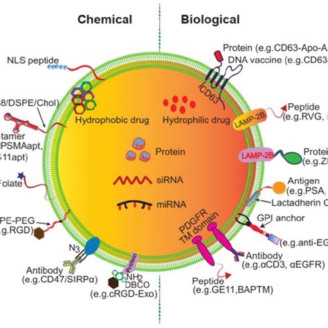 Pdf Engineering Exosomes For Targeted Drug Delivery