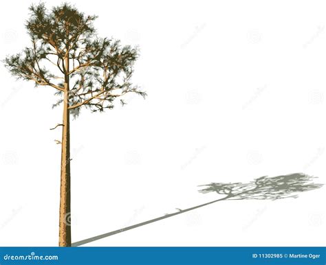 Tree With Shadow Stock Vector Illustration Of Plats 11302985