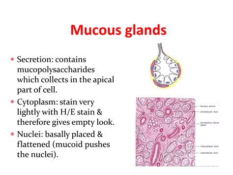 Histologyglandspptx