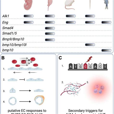 Pedigree Showing The Autosomal Dominant Inheritance Of Cm Avm Syndrome