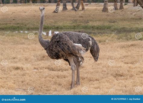 Adult Male Ostritch Looks At Something Of Interest On A Sunny Day Stock