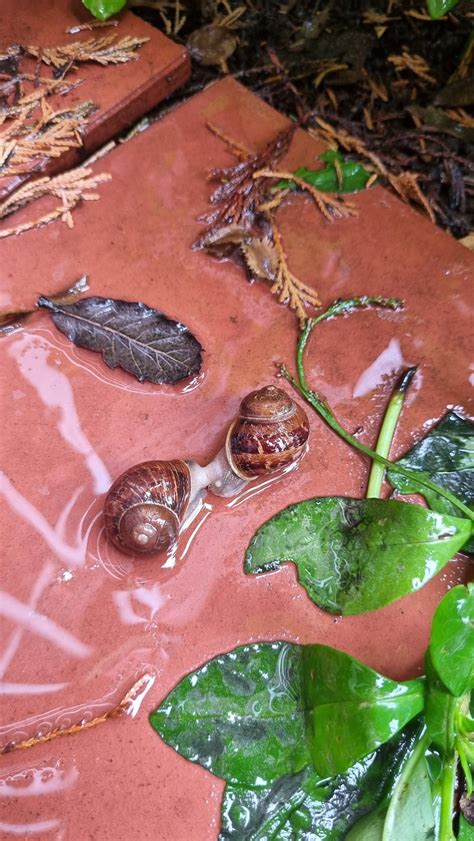 What Are These Snails Doing R Snails
