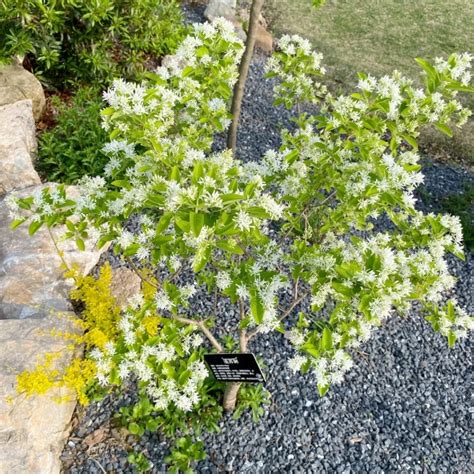 Tassel Tree Seeds Plantwink