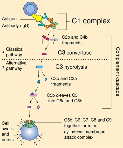 ملف Complement pathway svg المعرفة