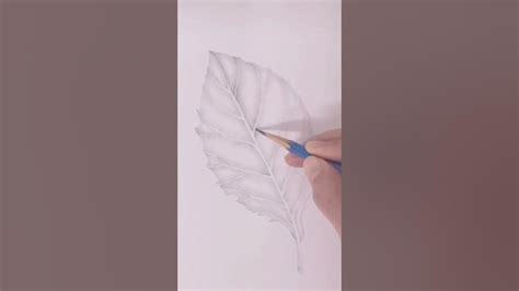 보태니컬아트 연필드로잉나뭇잎 Youtube