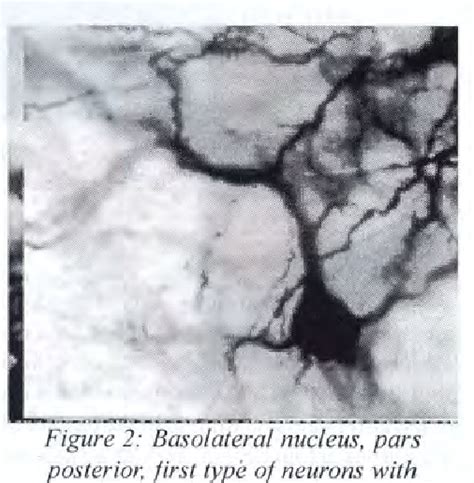 Figure 2 From Neurons From The Basolateral Nucleus And The Other Nuclei Of The Basolateral Group