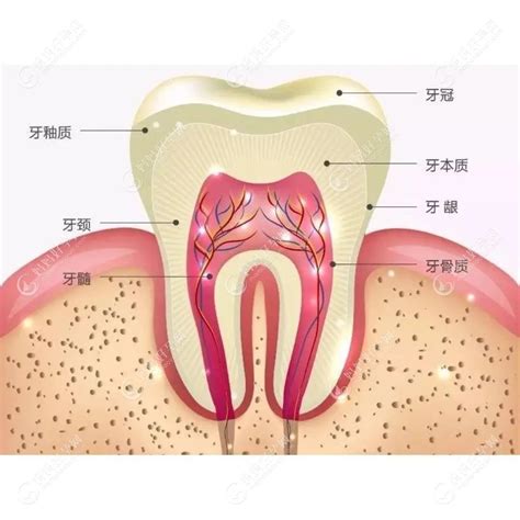 牙齿平面 牙齿贴面 第5页 大山谷图库