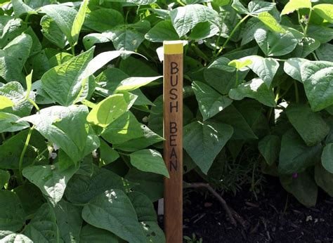Bush Beans Vs Pole Beans How They Differ And Which One Is Better Plants Heaven