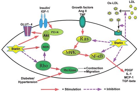 Effects Of Statins On Inflammation And Glucose Metabolism Download Scientific Diagram