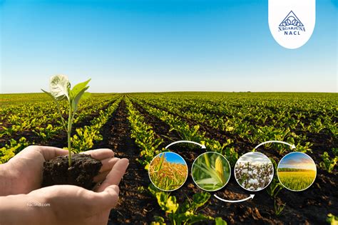 Crop Rotation Benefits For Optimum Crop Yield Nacl