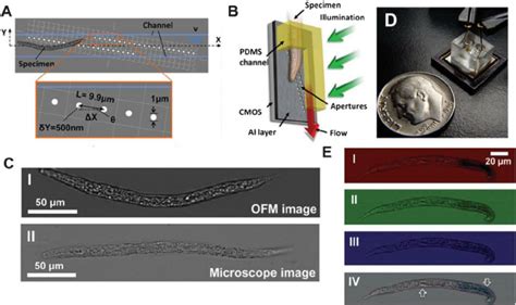 Images Pertaining To The Optofluidic Microscope Ofm A