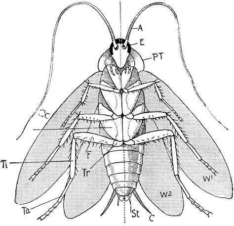 Cockroach Clipart Etc