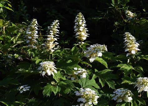 Oakleaf Hydrangea Growth Rate