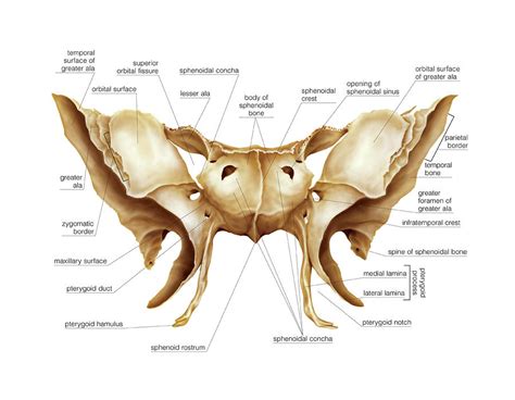 Sphenoid Bone Sphenoid Bone Anatomy Images Human Bones My Xxx Hot Girl