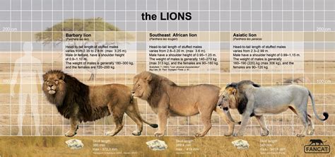 Barbary Lion Size Comparison