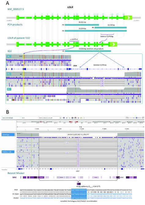 A Snapshot From The Igv Software Showing The Rare Pathogenic Variants
