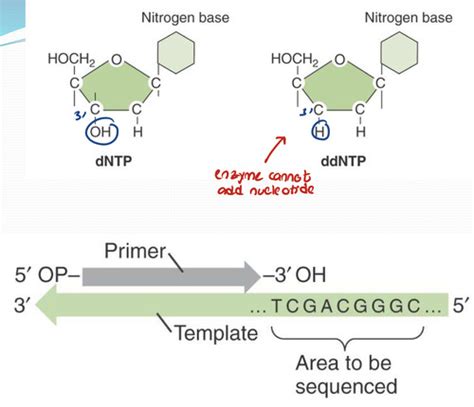 5 2 Dna Sequencing Flashcards Quizlet
