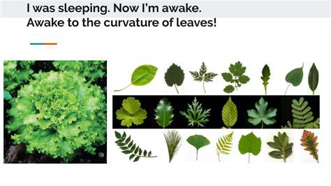 Hyperbolic Geometry Of Dmt Experiences Copy 8 Qualia Computing