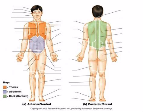 Anatomy Lab Midterm Body Regions Diagram Quizlet