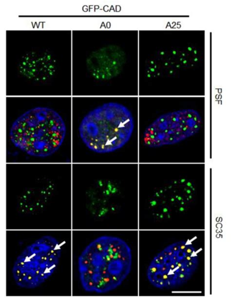The Length Of The Ala Tracts Determines The Subnuclear Targeting