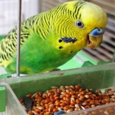 Птиците в клетка трябва да ядат малко иначе ще развият наднормено тегло Български Фермер