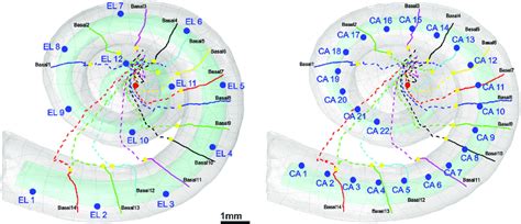 3d Model Of Scala Tympani Including 12 Electrodes Of A Lateral Ci