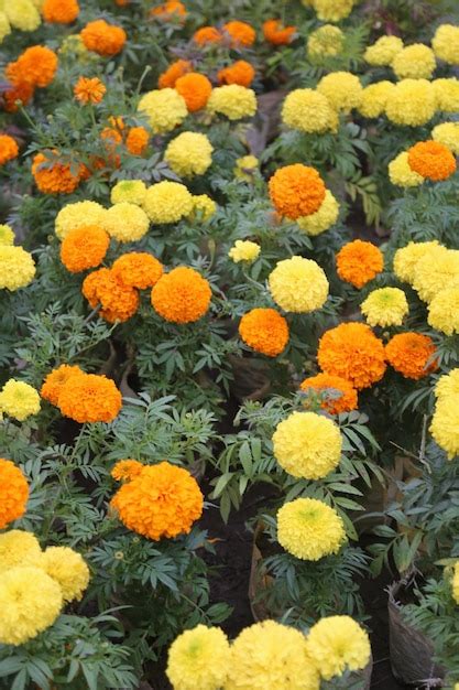 Premium Photo Marigold Flower