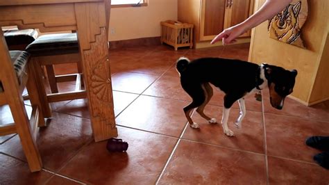 Basenji Nailah In Uncivil Disobedience Youtube