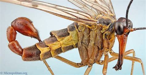 Largest Flying Insect In The World
