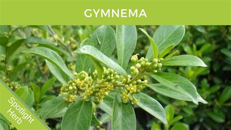 Gymnema Sylvestre Leaf Tea Clear Benefits Careful Use