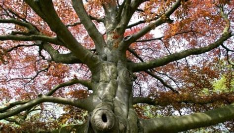 Smooth Bark Trees 12 Types And How To Identify Them