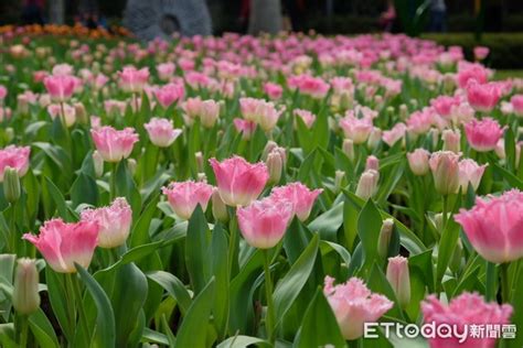 城市中的小荷蘭！士林官邸鬱金香花展開跑 3萬株花海吸睛 Ettoday旅遊雲 Ettoday新聞雲