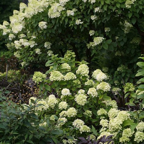Dwarf Limelight Hydrangea