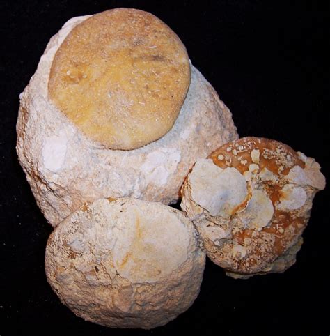 Fossils In Clay Or Concrete Mixture Fossil ID The Fossil Forum