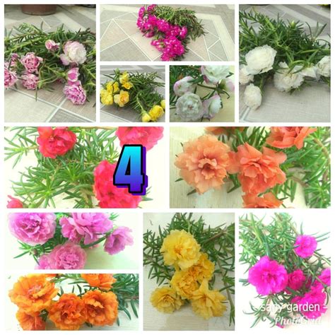 Detail Macam Macam Warna Bunga Krokot Koleksi Nomer 31