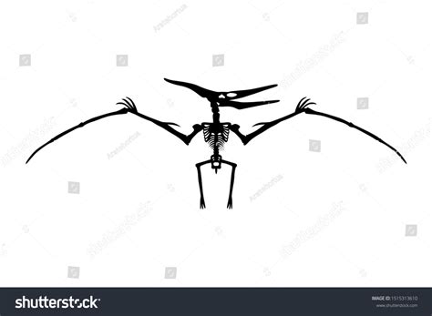 528 Imágenes De Pterodactyl Skeleton Imágenes Fotos Y Vectores De